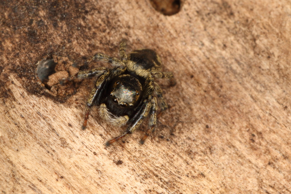 Marpissa marina from Matiu/Somes Island, Wellington Harbour, New ...