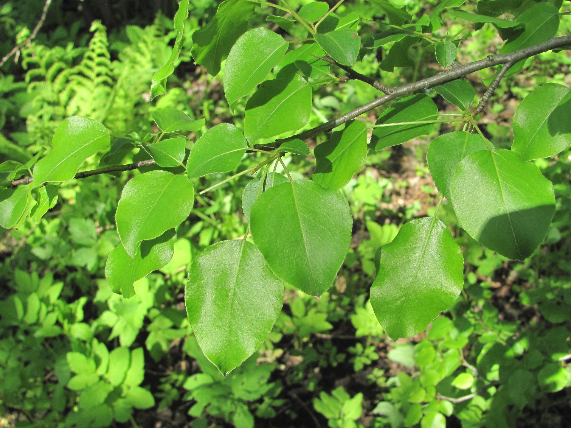 Pyrus communis subsp. caucasica (Fed.) Browicz