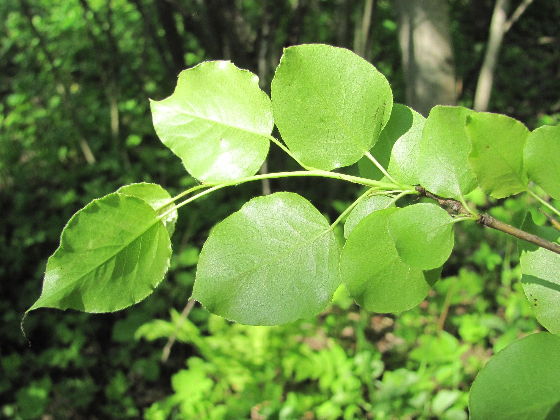 Pyrus communis subsp. caucasica (Fed.) Browicz
