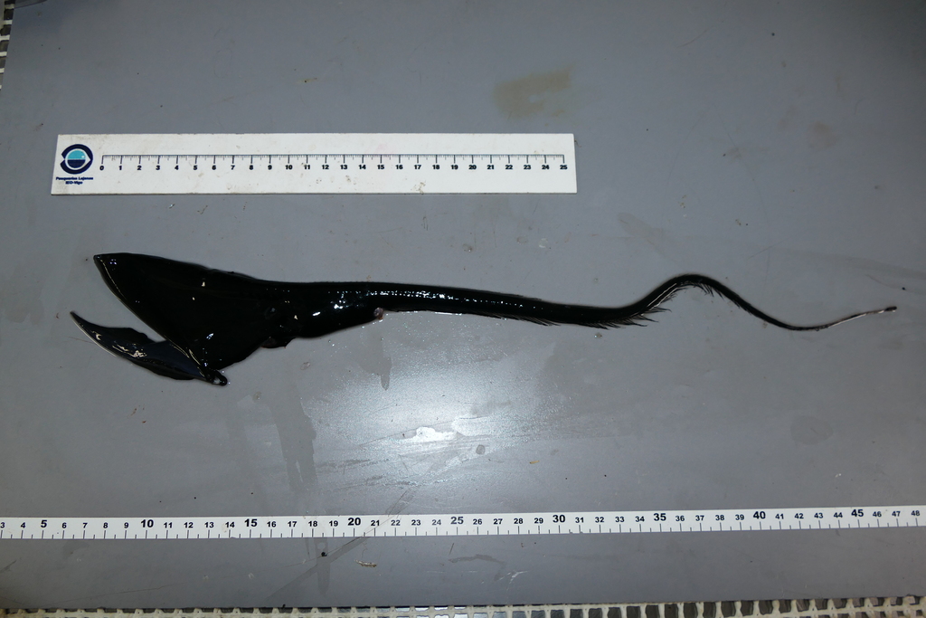 Gulpers (Eurypharyngidae) - Marine Life Identification