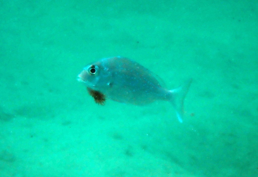 Australasian Snapper from Sydney NSW, Australia on April 26, 2020 at 11 ...