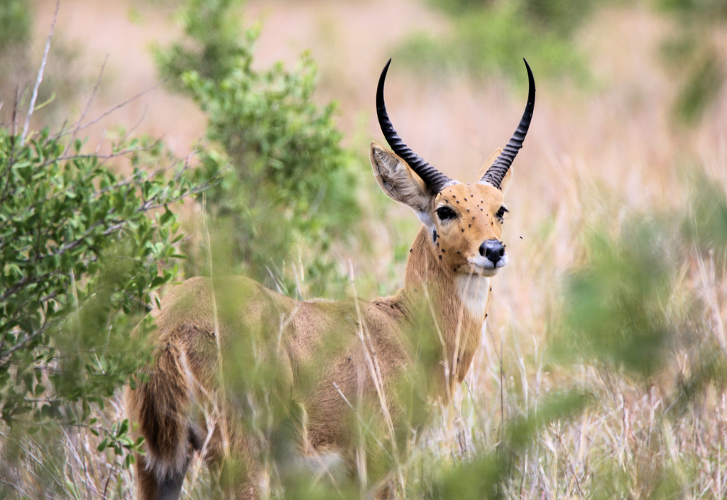 Southern Reedbuck (Redunca arundinum) - Know Your Mammals