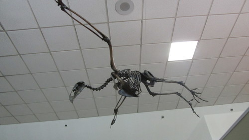 Merriam's Teratorn (Teratornis merriami) · iNaturalist United Kingdom