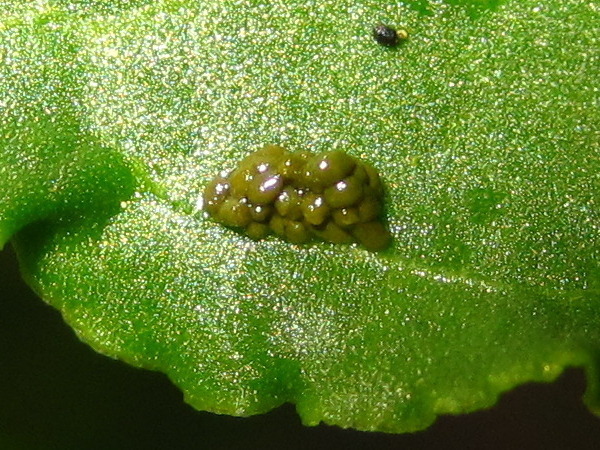 Japanese Green Dock Beetle from 대한민국 충청남도 예산군 덕산면 on May 29, 2013 by ...