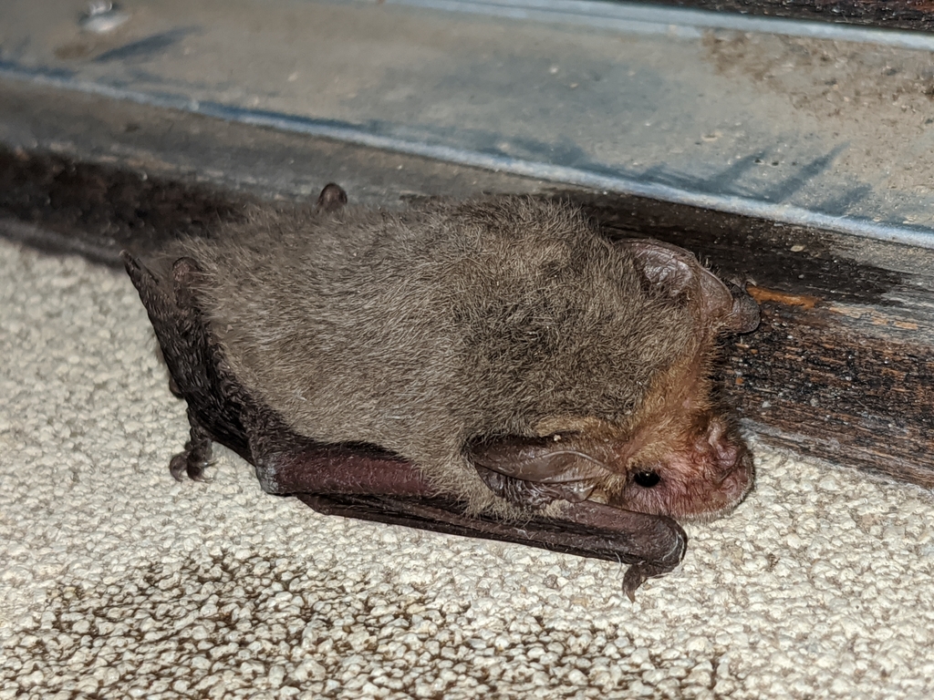 Australian Long-eared Bats (Nyctophilus) - Know Your Mammals