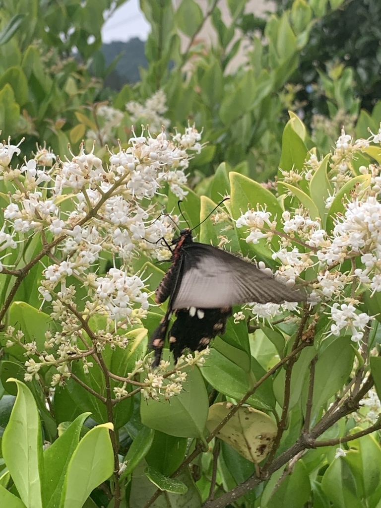 Common Rose Swallowtail from 桐城市, 安庆市, 安徽省, CN on May 29, 2021 at 05:28 ...