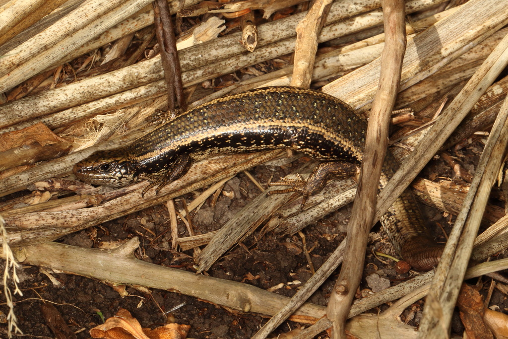 Northern Spotted Skink in April 2021 by Jacob Littlejohn · iNaturalist