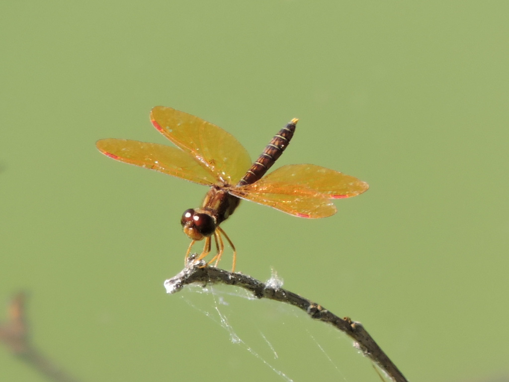 Eastern Amberwing (Dragonflies and Damselflies of Alabama) · iNaturalist