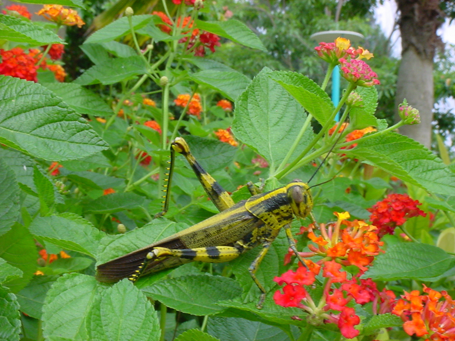 Valanga nigricornis nigricornis