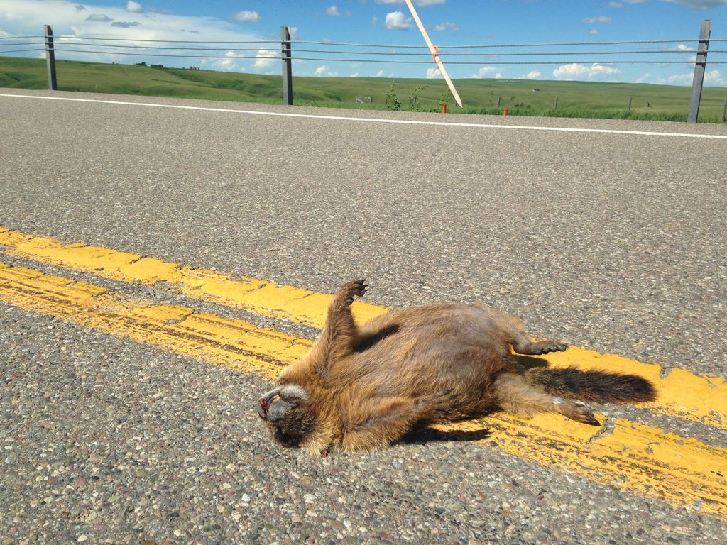 Yellow-bellied Marmot from Division No. 3, AB, Canada on June 27, 2014 ...