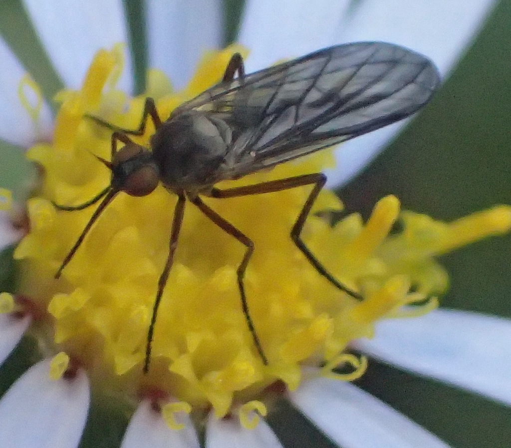 Dance Flies, Long-legged Flies, and Allies from Loerie limestone quarry ...