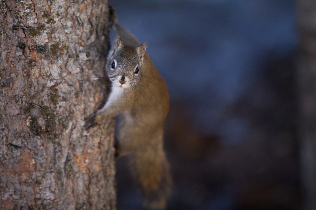 Pine Squirrels (Tamiasciurus) - Know Your Mammals
