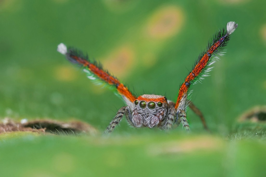 Beardfooted spider from Barcelona, España on May 18, 2019 at 04:07 PM ...