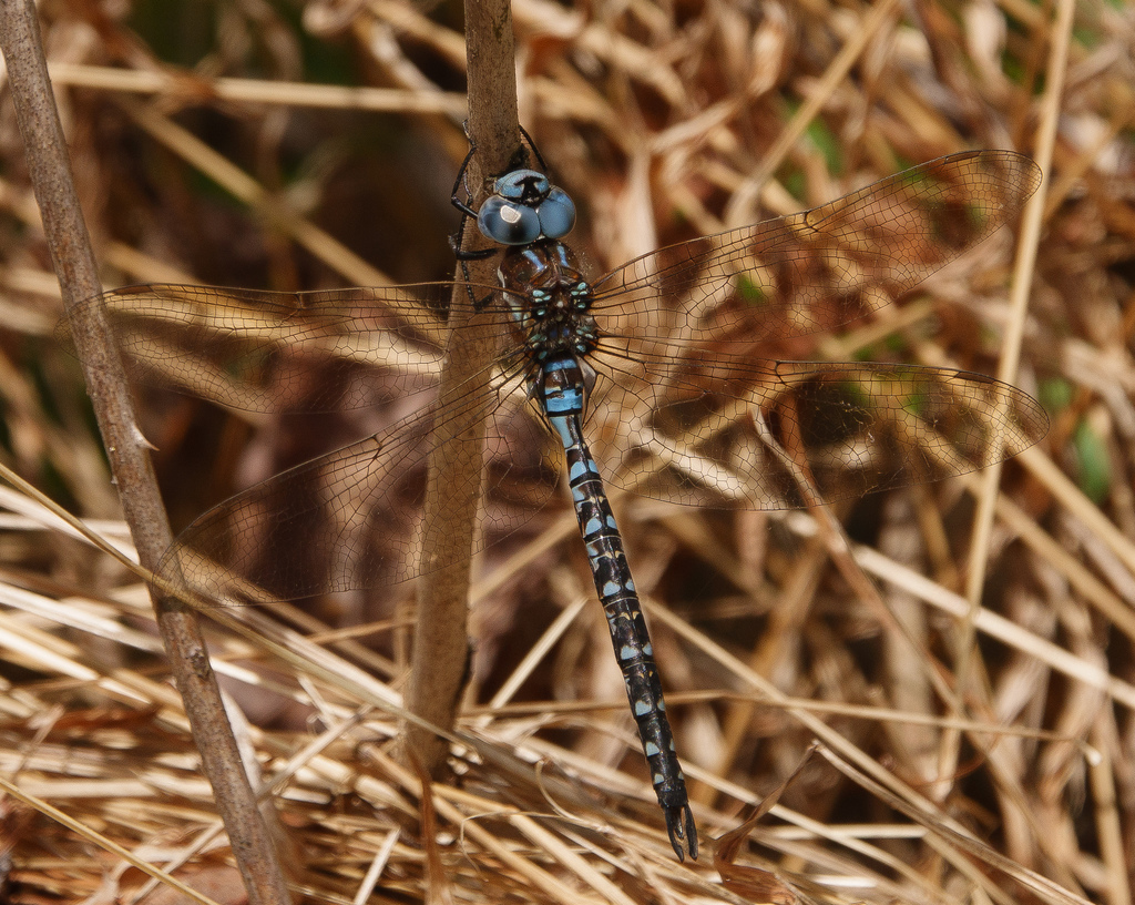 Spatterdock Darner from Coshocton, Ohio, United States on May 27, 2021 ...