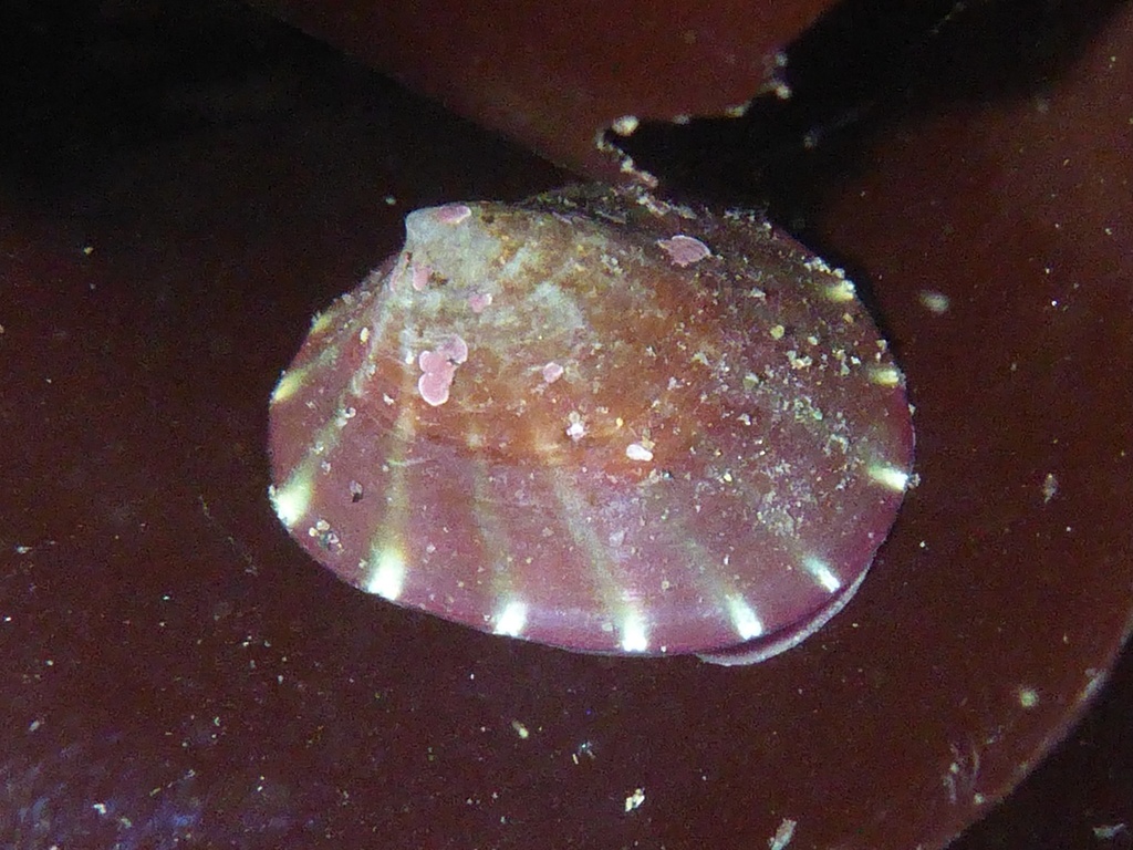 Shield False Limpet (Pillar Point heretobranchs) · iNaturalist