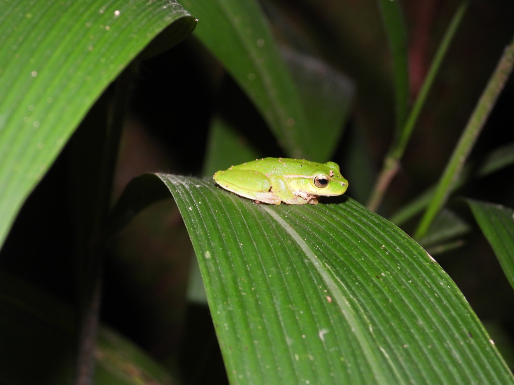 Mountain Stream Tree Frog from Korora NSW 2450, Australia on May 29 ...