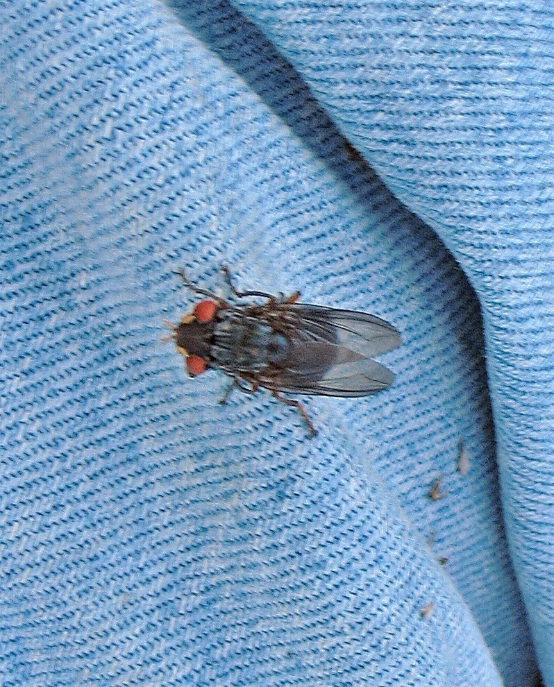Human Botfly from Concepción, Misiones, Argentina on June 19, 2006 at ...
