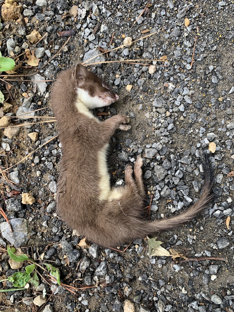 Long-tailed Weasel in May 2021 by Steve · iNaturalist