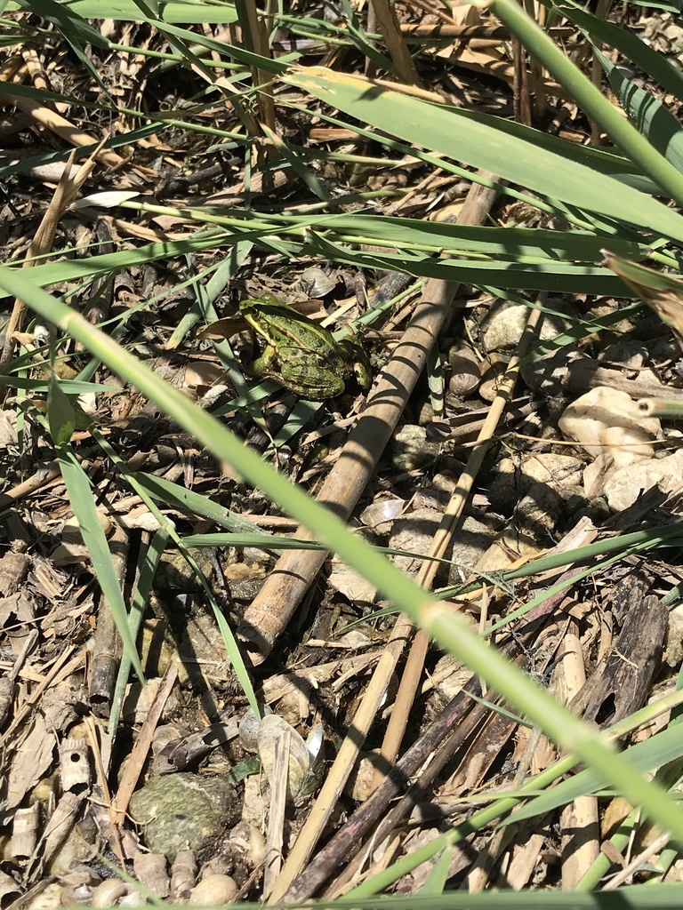 Marsh Frog from Apollonia, Apollonia, Thessalonika, GR on May 29, 2021 ...