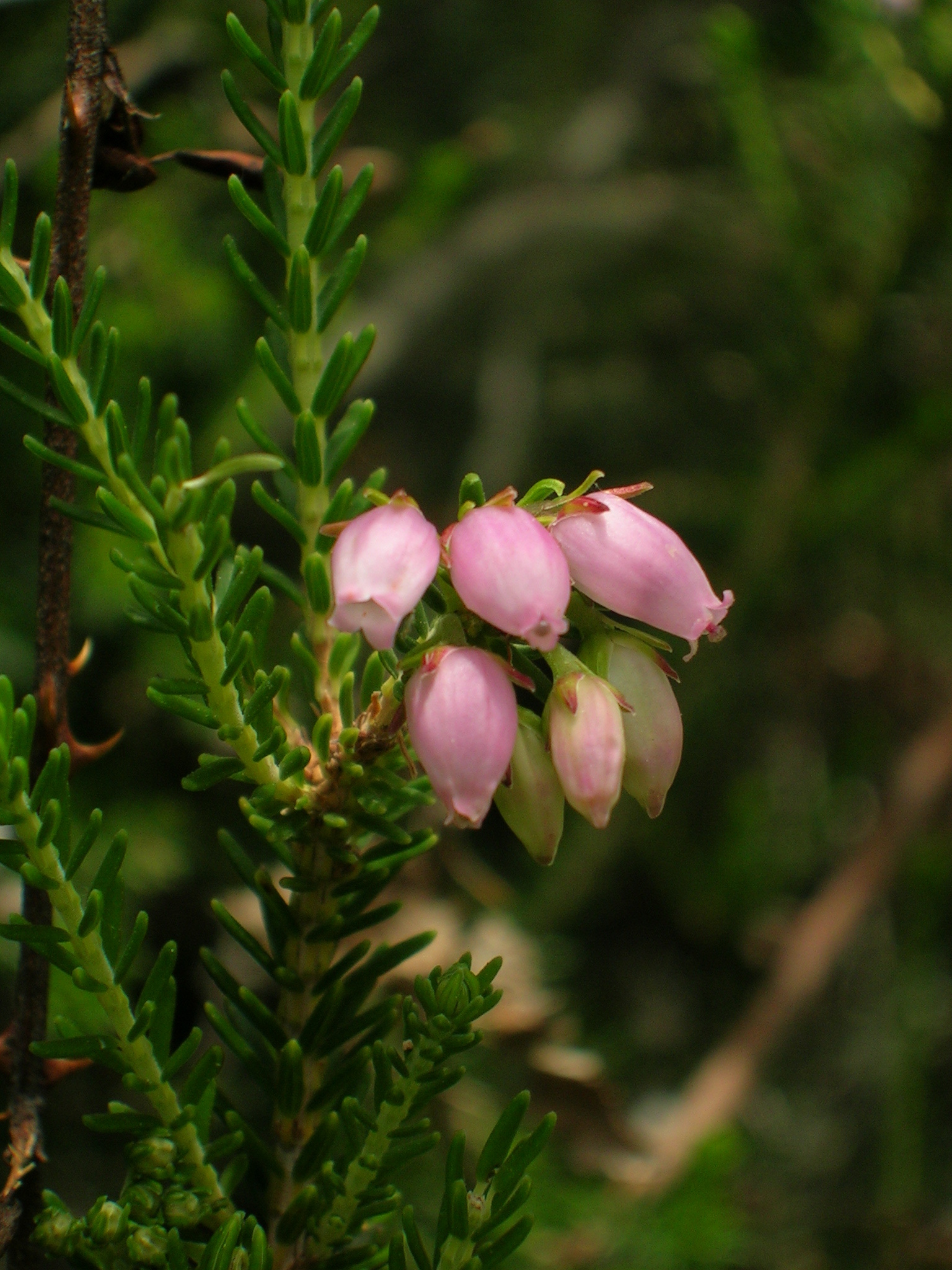 Erica terminalis Salisb.