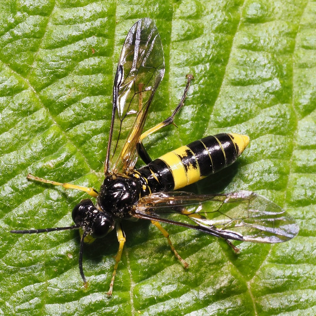 Tenthredininae (Arthropods of Long Branch/Glencarlyn Park) · iNaturalist
