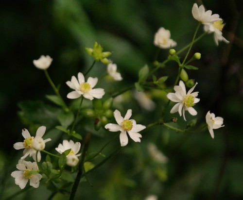 Anemone bracteata · iNaturalist