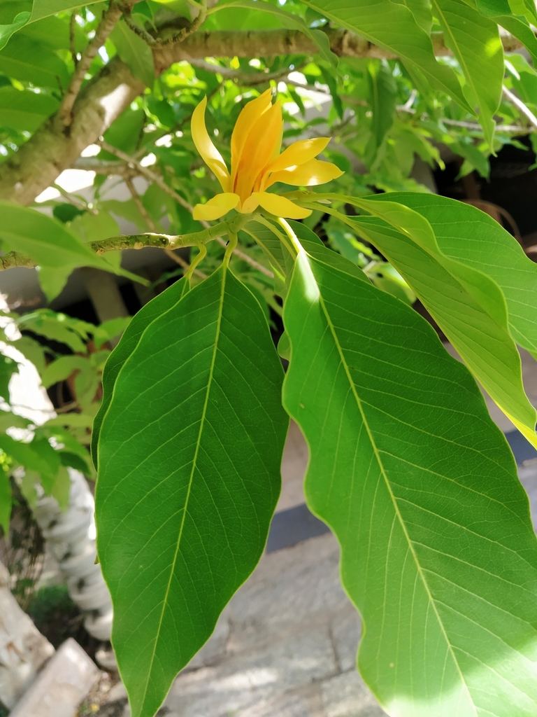 Yellow Jade Orchid Tree from Gnanashala, Tamil Nadu 641114, India on ...