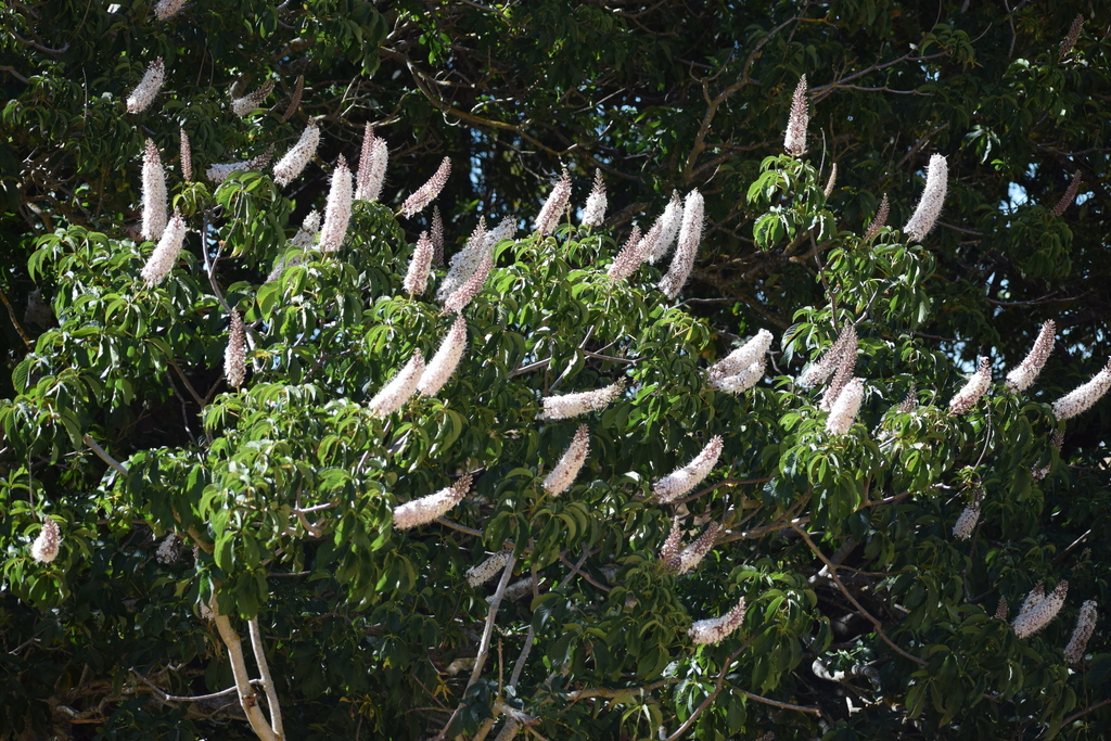 California buckeye from Santa Clara County, CA, USA on May 28, 2021 at ...