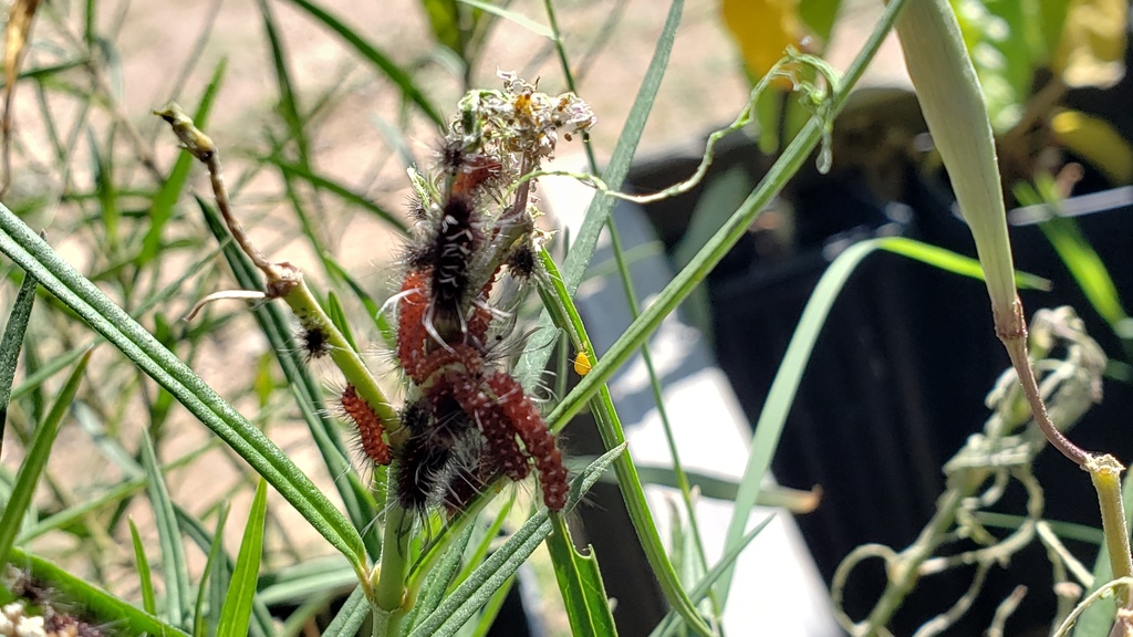 Underwing, Tiger, Tussock, and Allied Moths from Oracle, AZ 85623, USA ...