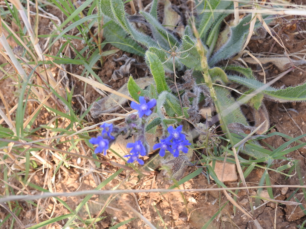 Italian Bugloss from El Hamma, Algeria on May 23, 2021 at 06:45 PM by ...