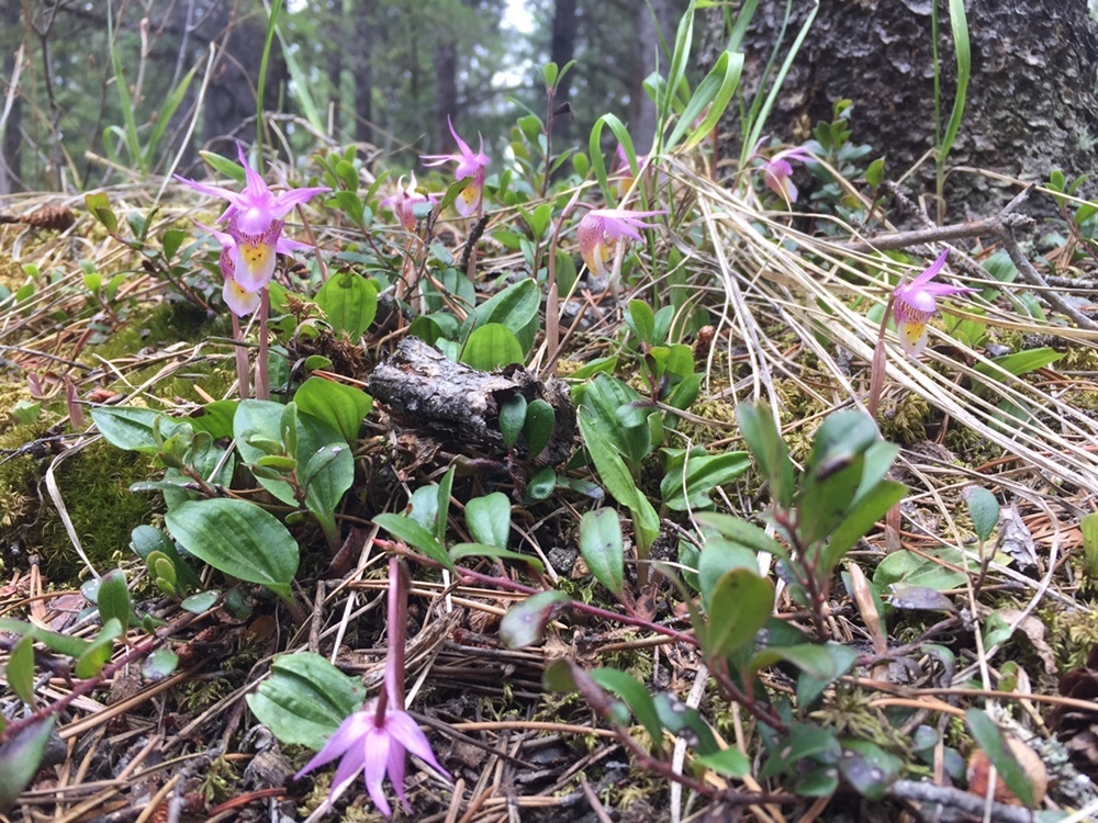 Eastern Fairy-slipper from Banff National Park, Water Valley, AB, CA on ...