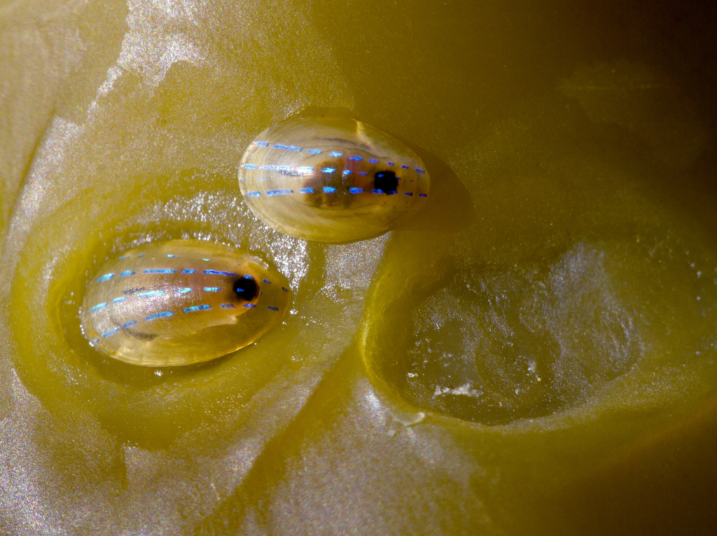 Blue-rayed Limpet (Intertidal species of NE Atlantic) · iNaturalist