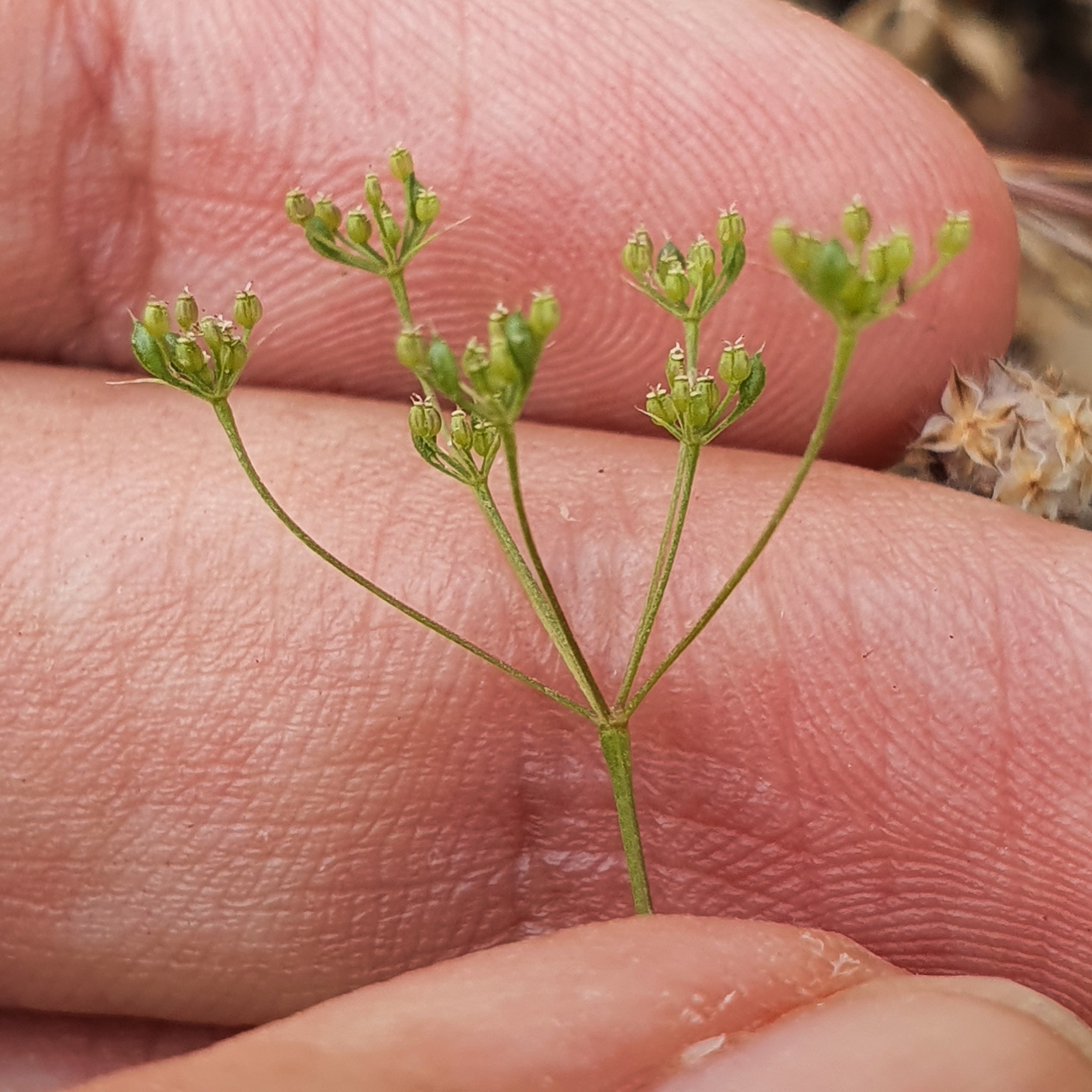 Ammoides pusilla (Brot.) Breistr.