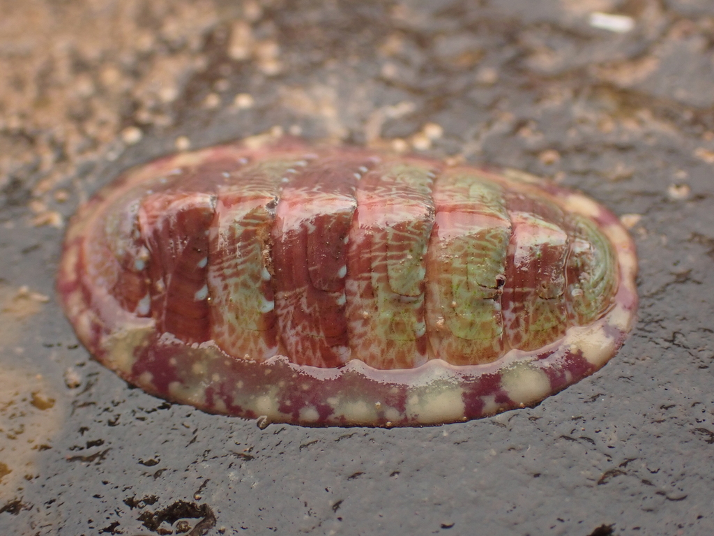 Mottled Red Chiton from Kings County, NS, Canada on May 29, 2021 at 08: ...