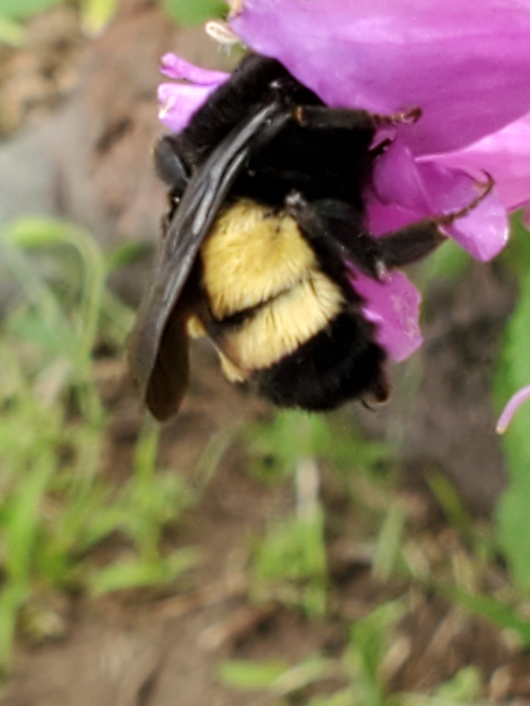 American Bumble Bee from Highway 54 & Aggie Ave, Goodwell, OK 73939 ...
