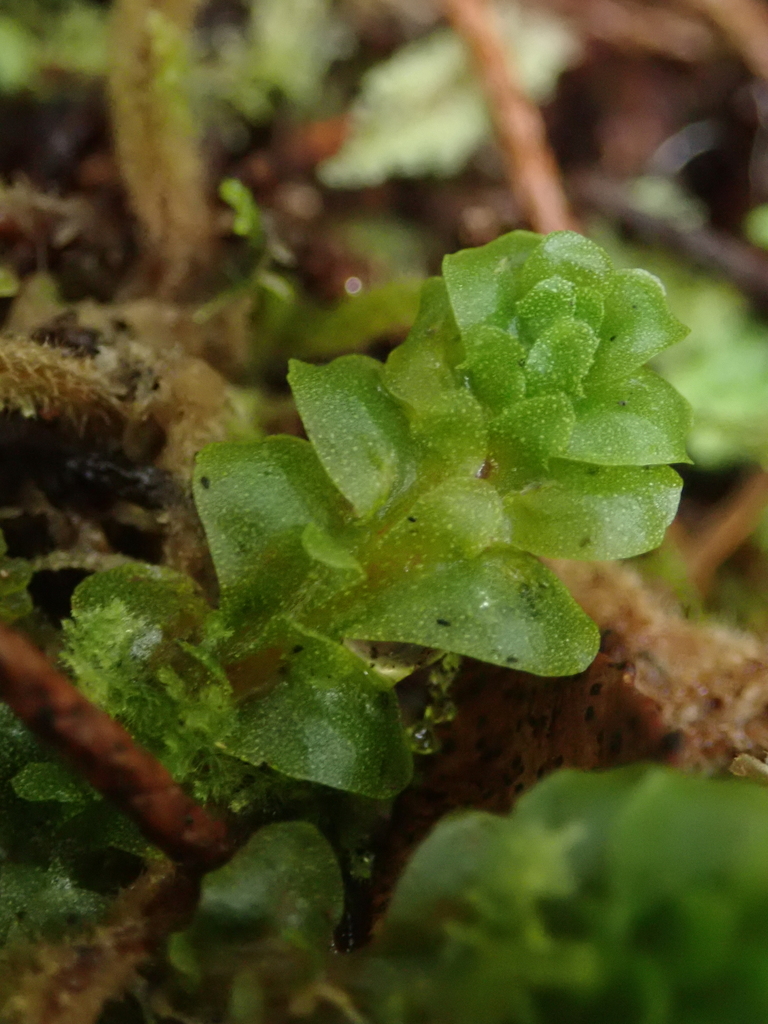 Treubia pygmaea from Okarito 7886, New Zealand on January 25, 2018 at ...