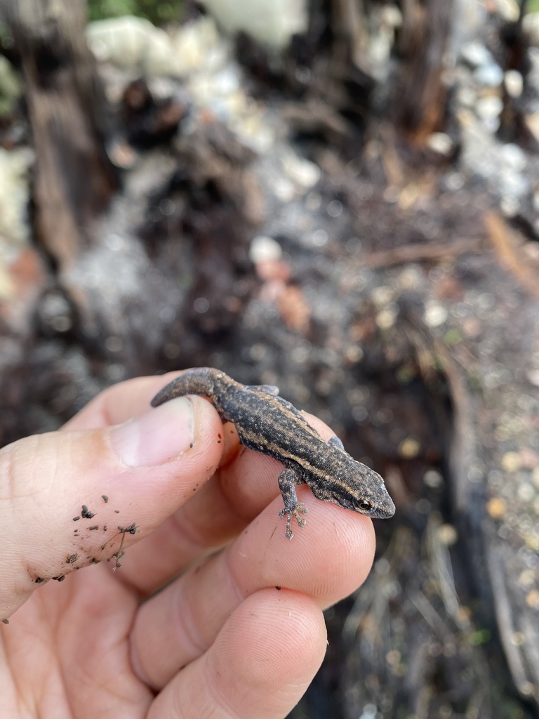 Common Dwarf Gecko from Mostertsdrift, Stellenbosch, WC, ZA on May 29 ...