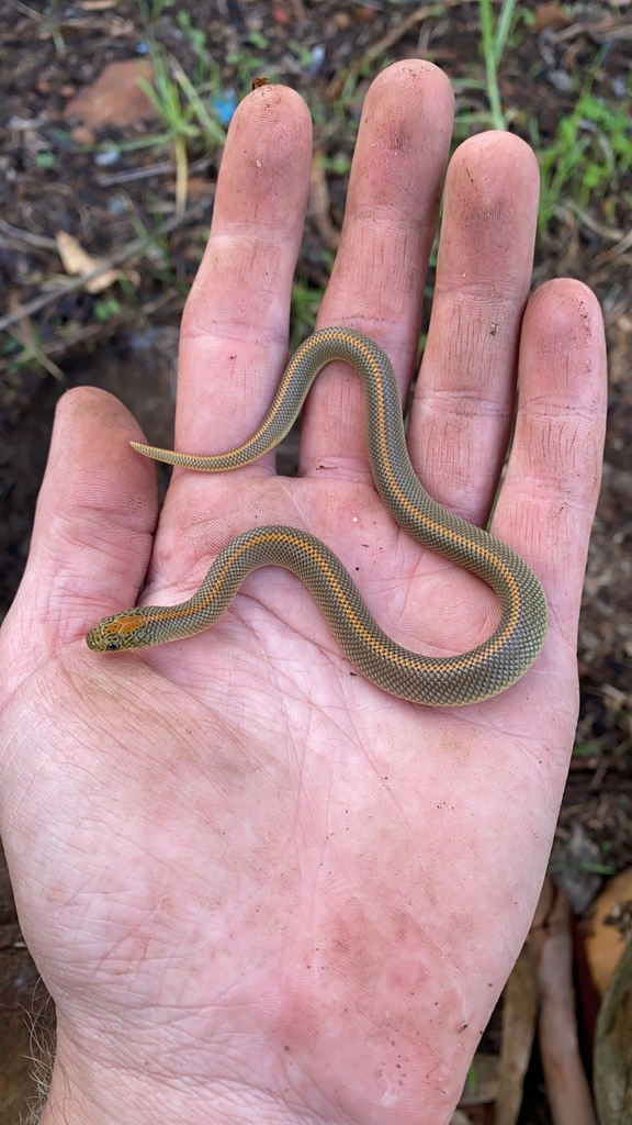 Aurora House Snake from Mostertsdrift, Stellenbosch, WC, ZA on May 29 ...