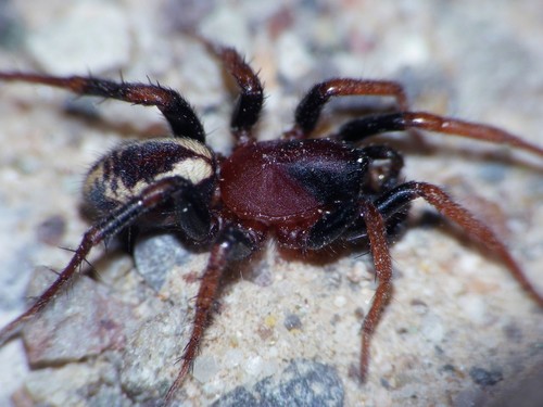 Genus Amphiledorus · iNaturalist