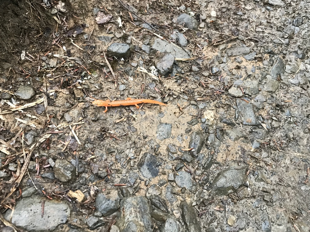 Blue Ridge Spring Salamander from Sevier County, Great Smoky Mountains ...