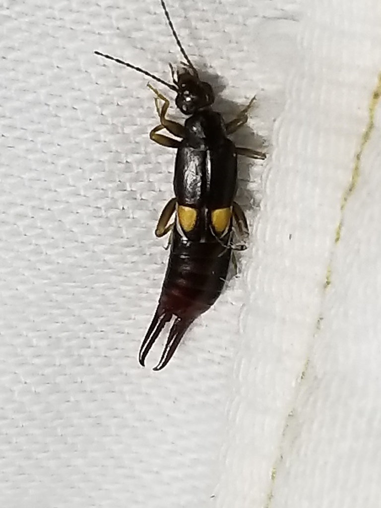 Brown-winged Earwig from Wye Mills, MD, USA on May 22, 2021 at 10:56 PM ...