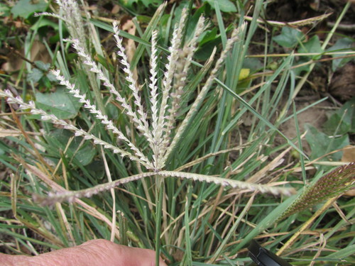 Windmill Grass (Plants of John Martin Reservoir State Park) · iNaturalist