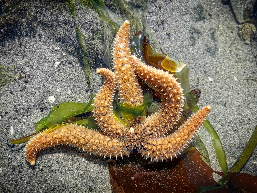 Velcro Star from Alberni-Clayoquot, BC, Canada on May 29, 2021 by ...