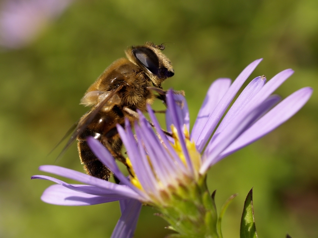 Sírfido europeo (Naturaleza en el Refugio del Agua-Mallín de Barrio ...