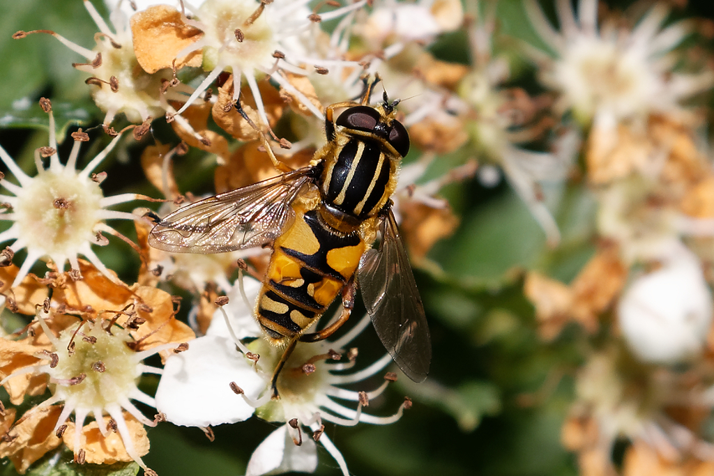 Sun Fly in May 2021 by sylvester_k · iNaturalist