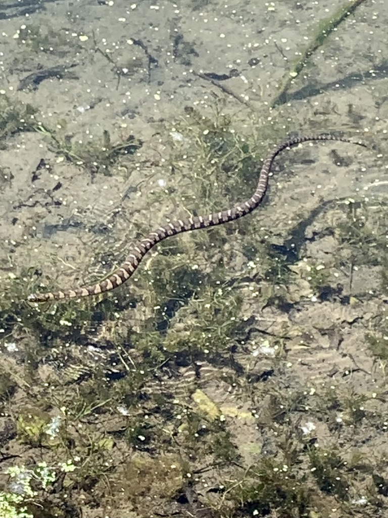 Northern Watersnake from Whiteside County, US-IL, US on May 29, 2021 at ...
