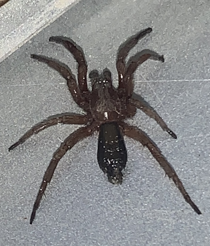 Ground Spiders from Meoqui, CHIH, MX on May 29, 2021 at 12:24 PM by ...