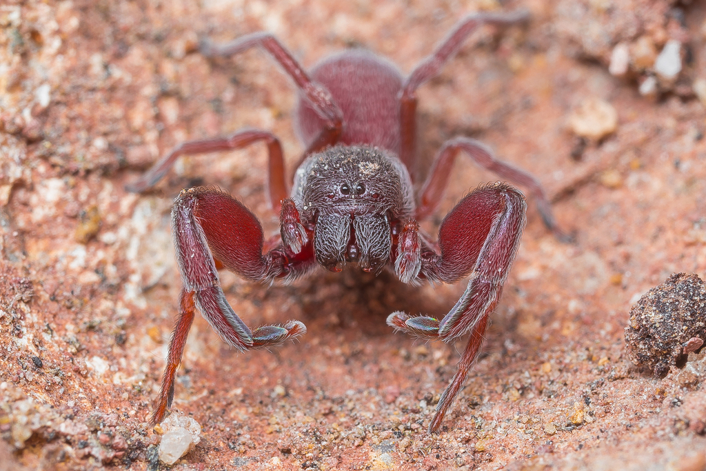 Common Palp-footed Spider from Ctra. de Terrassa a Navarcles, km 14.8 ...