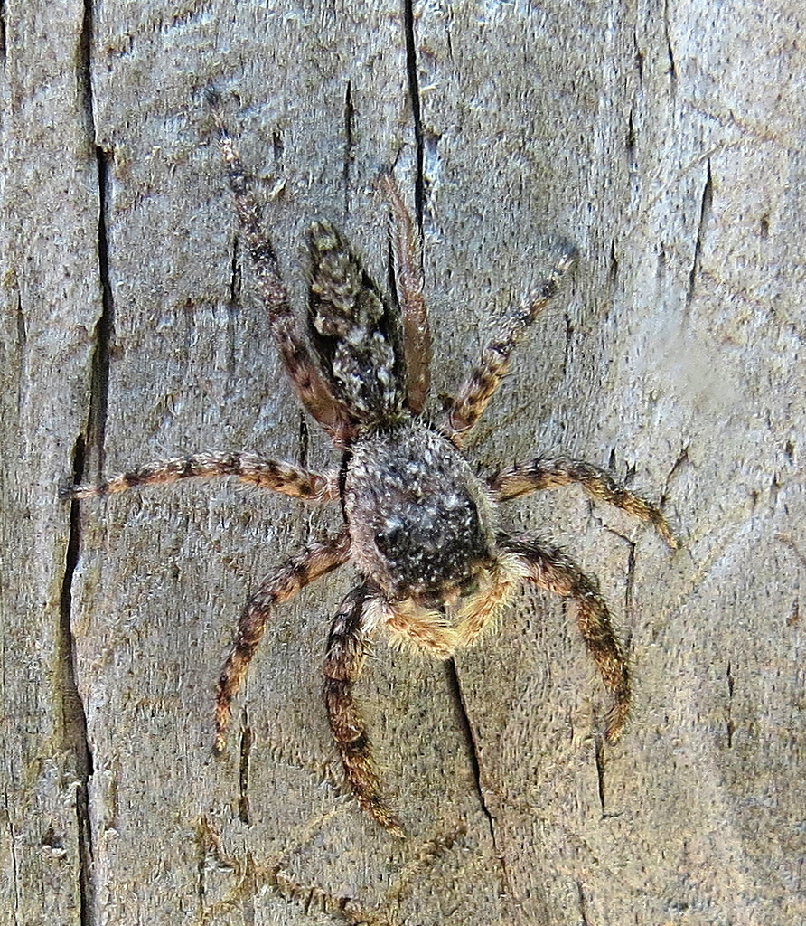 Tan Jumping Spider in May 2021 by Chuck Williamson · iNaturalist