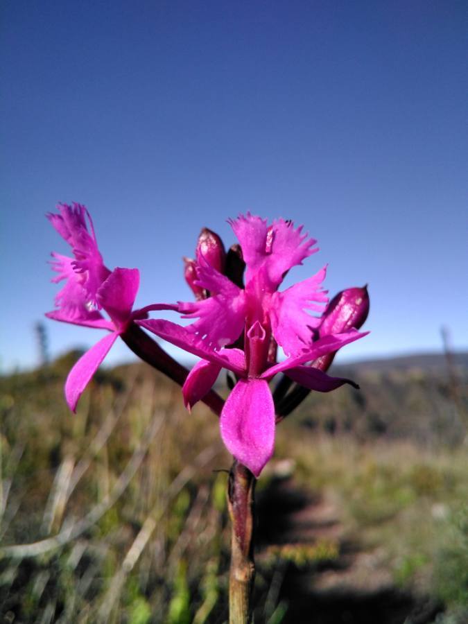 Jamieson's Epidendrum (Orchids of Ecuador) · iNaturalist